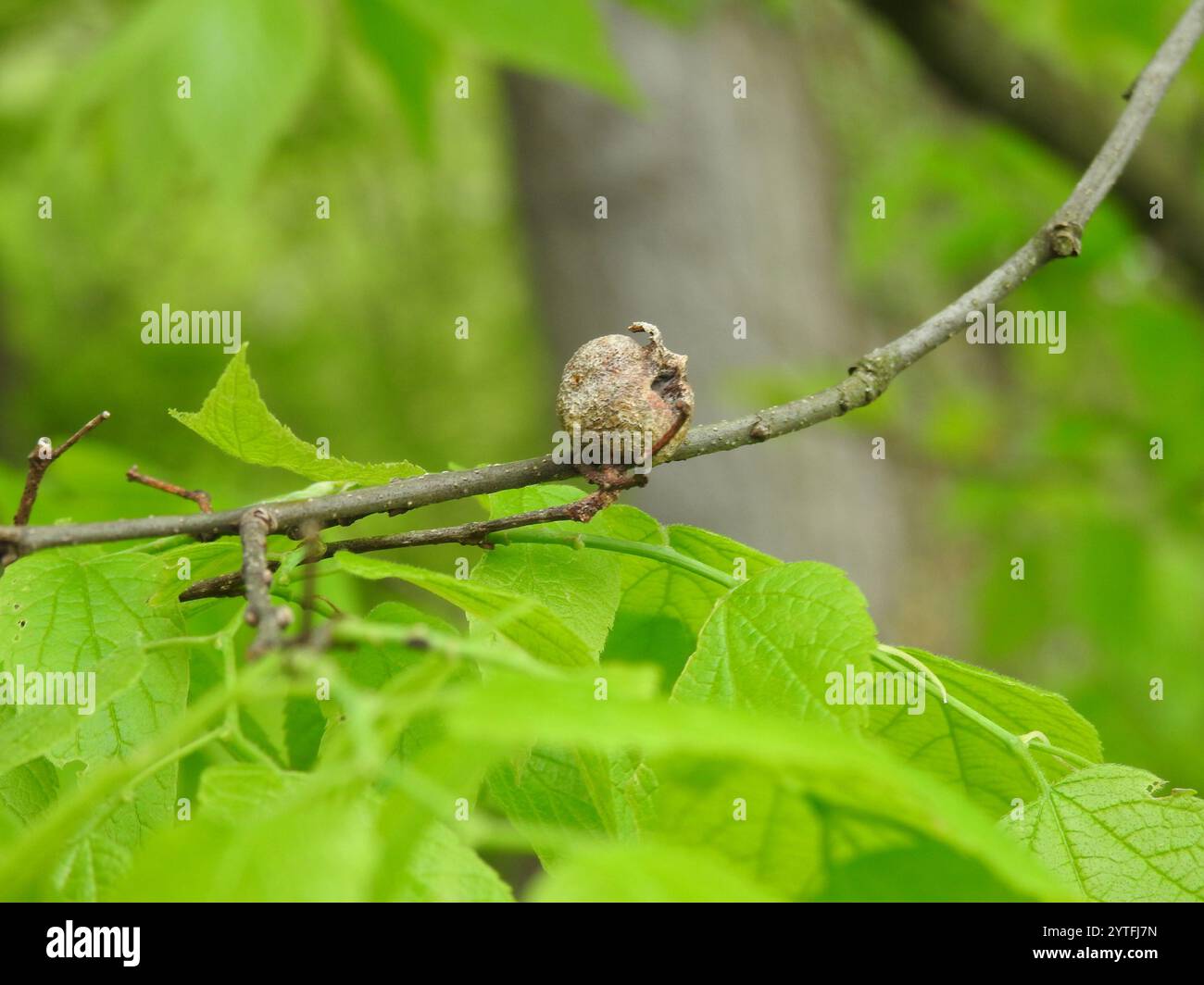 Hackberry Petiole Gall Psyllid (Pachypsylla venusta Stock Photo - Alamy