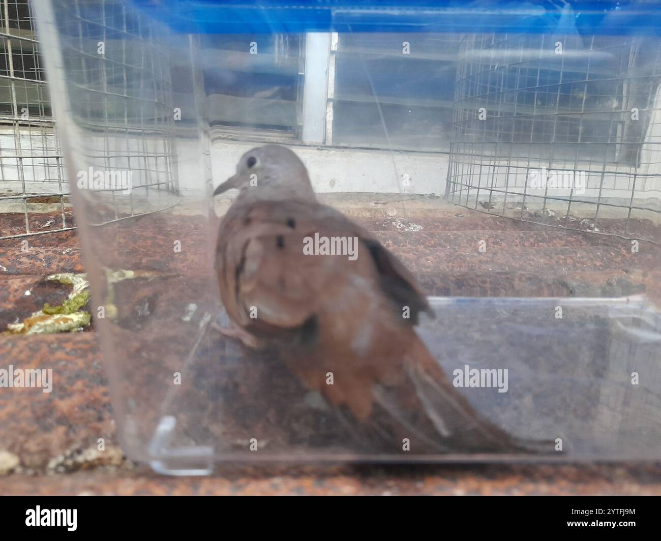 Ruddy Ground Dove (Columbina talpacoti Stock Photo - Alamy