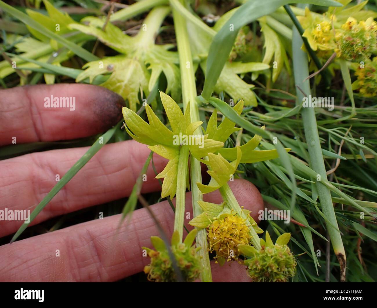 Sanicula arctopoides hi-res stock photography and images - Alamy