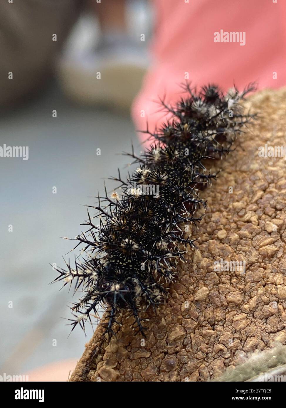 Eastern Buck Moth (Hemileuca sandra Stock Photo - Alamy