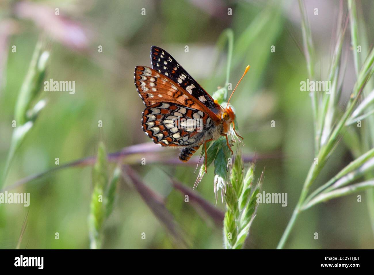 Variable Checkerspot (Euphydryas chalcedona Stock Photo - Alamy