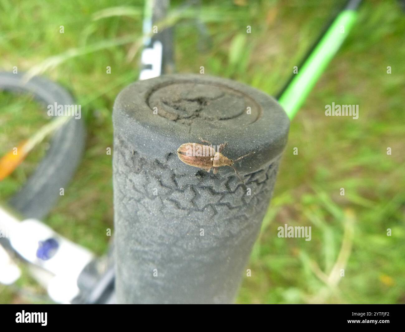 Common Leaf Weevil (Phyllobius pyri Stock Photo - Alamy
