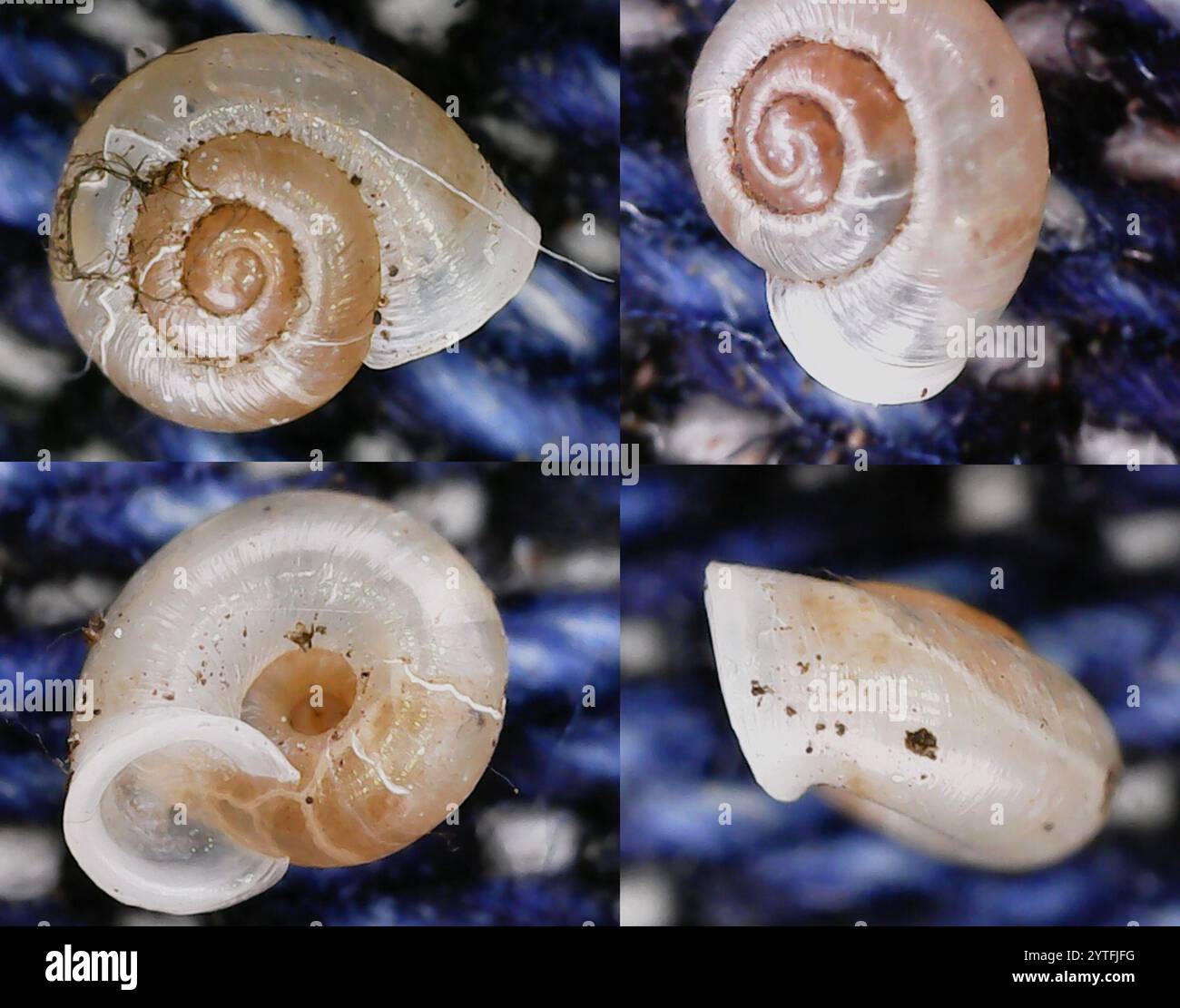 Iroquois Vallonia (Vallonia excentrica Stock Photo - Alamy