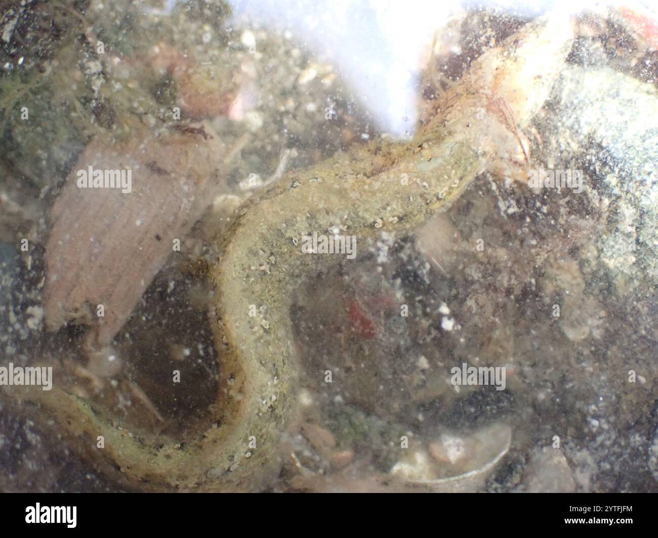 High Cockscomb (Anoplarchus purpurescens Stock Photo - Alamy