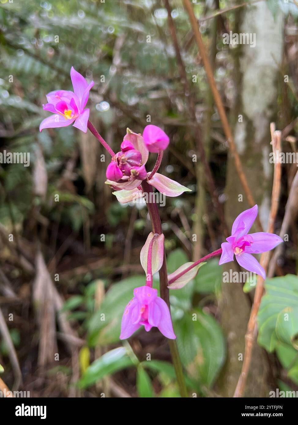 Philippine Ground Orchid (Spathoglottis plicata Stock Photo - Alamy