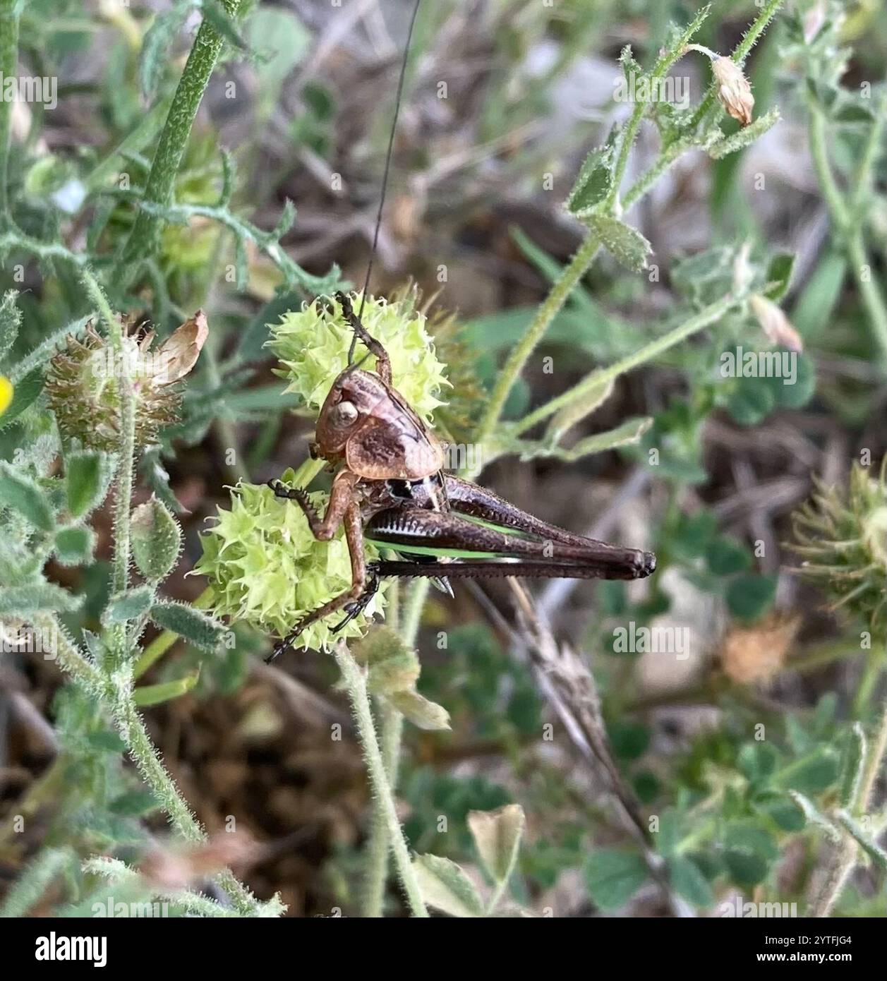 White-faced Bush-cricket (Decticus albifrons Stock Photo - Alamy