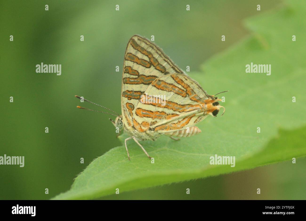 Common Silverline (Cigaritis vulcanus Stock Photo - Alamy