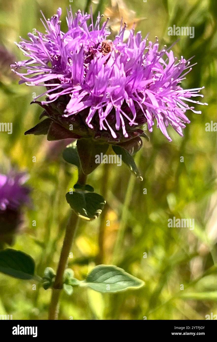 Coyote Mint (Monardella villosa Stock Photo - Alamy