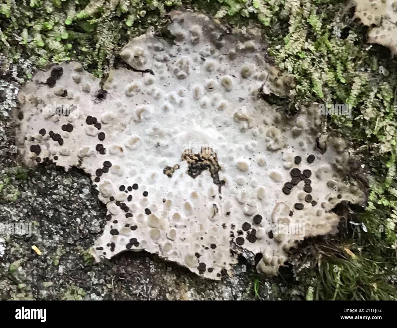 Toadskin hi-res stock photography and images - Alamy