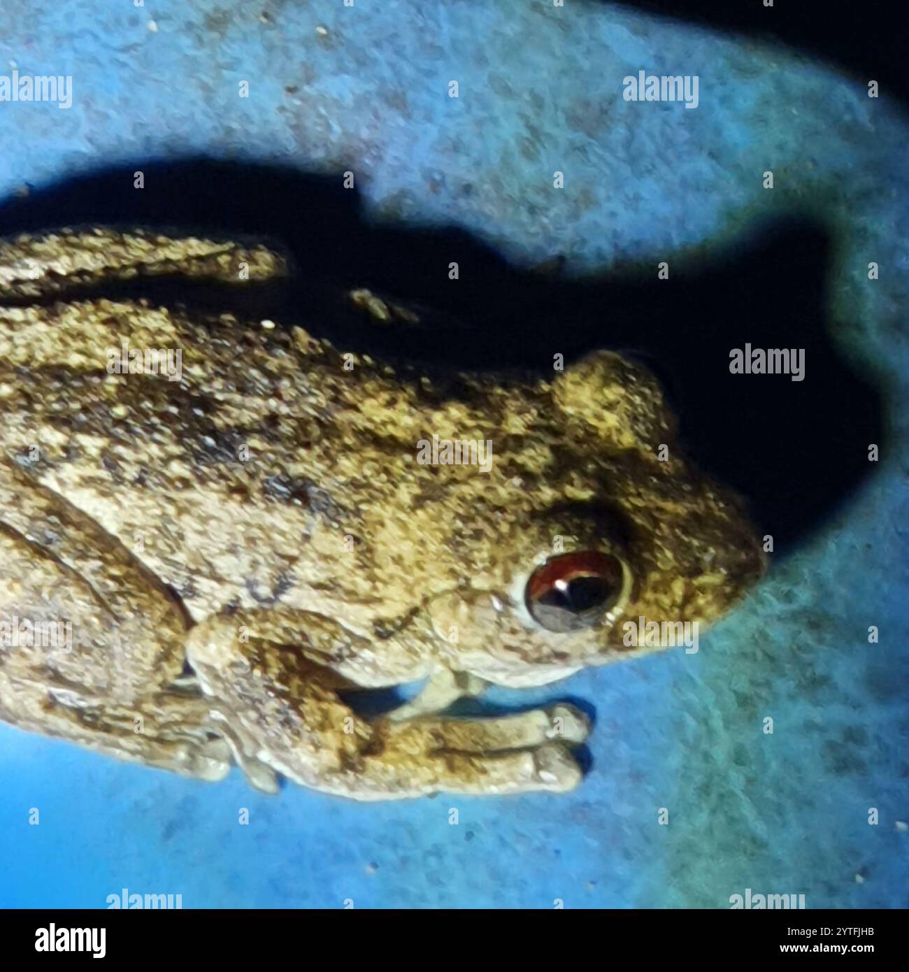 Northern Laughing Tree Frog (Litoria rothii Stock Photo - Alamy