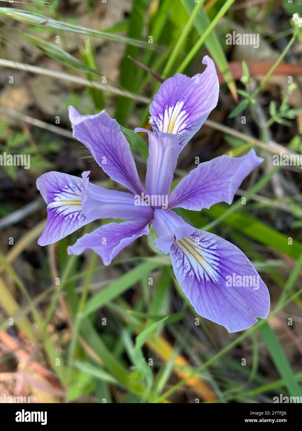 Douglas iris (Iris douglasiana Stock Photo - Alamy