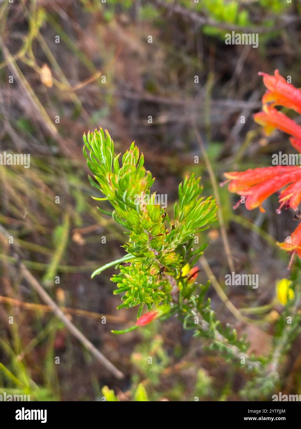 Grand Heath (Erica grandiflora Stock Photo - Alamy