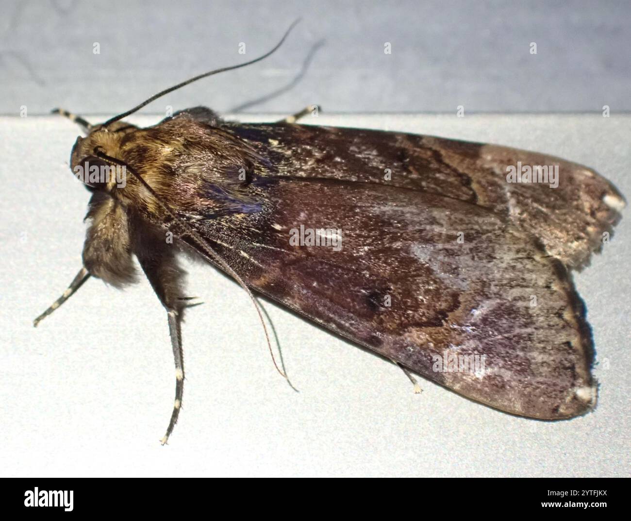 Underwing, Tiger, Tussock, and Allied Moths (Erebidae Stock Photo - Alamy