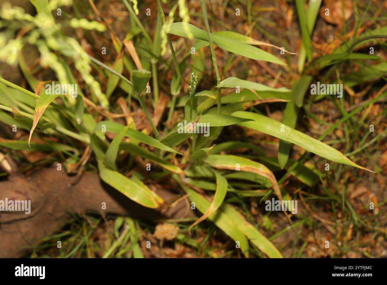 Wood Millet (Milium effusum Stock Photo - Alamy