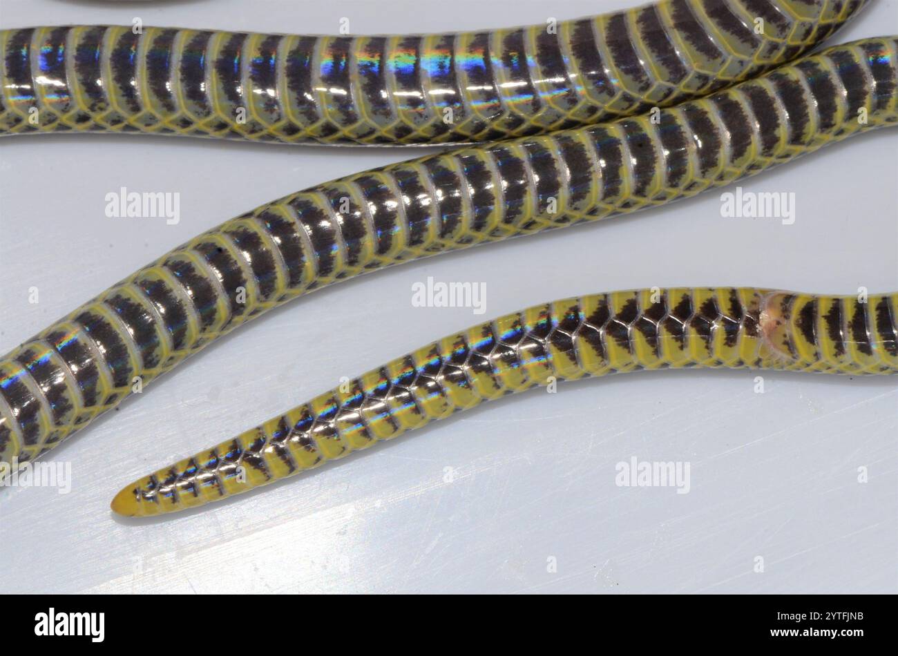 (Amblyodipsas microphthalma microphthalma Stock Photo - Alamy