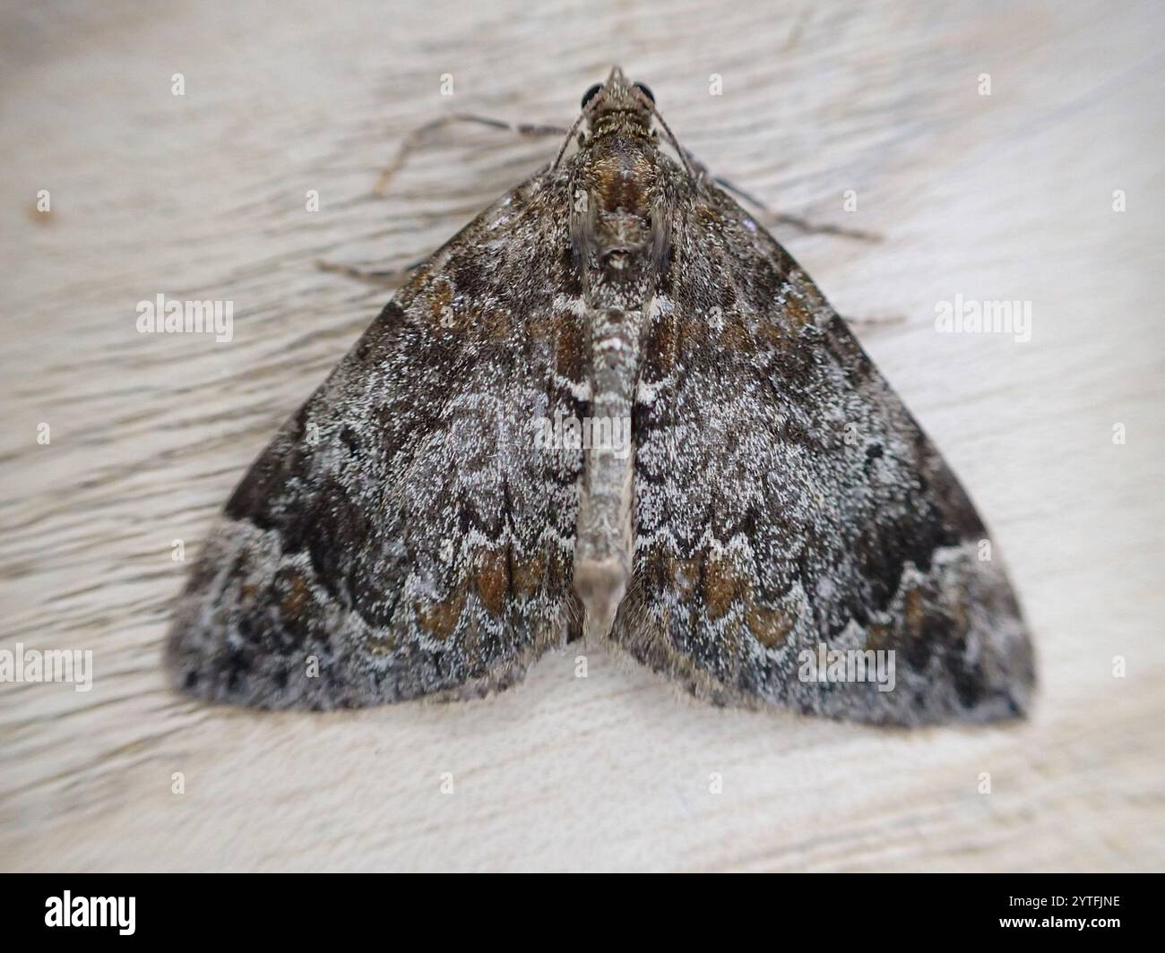 Marbled Carpet Moth (Dysstroma truncata Stock Photo - Alamy