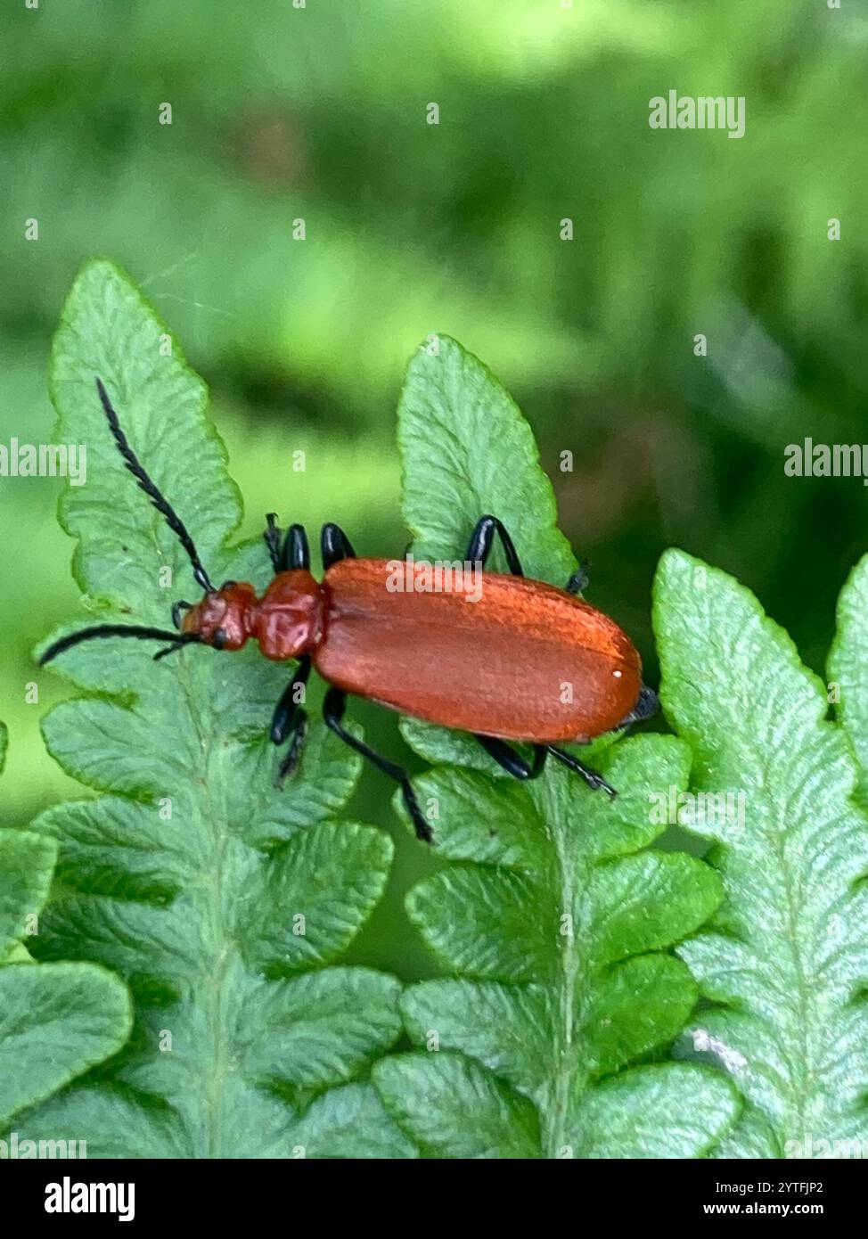 Common Cardinal Beetle (Pyrochroa serraticornis Stock Photo - Alamy