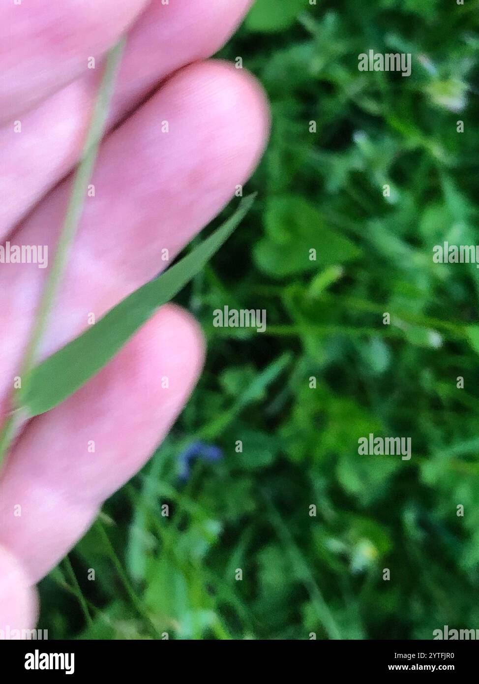 sweet vernal grass (Anthoxanthum odoratum Stock Photo - Alamy