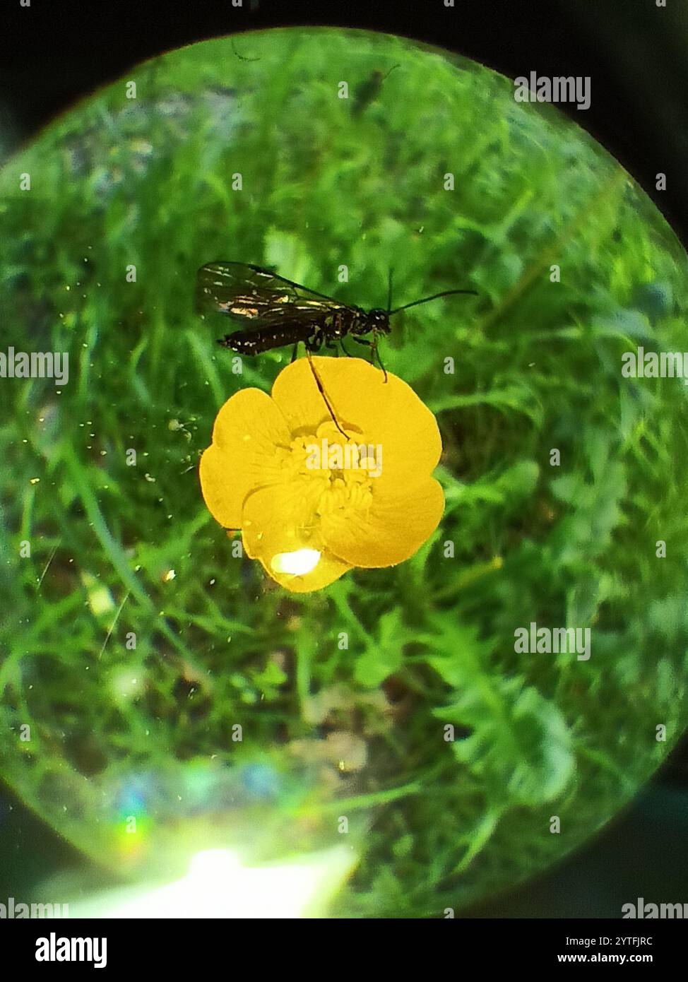 Stem Sawflies (Cephidae Stock Photo - Alamy