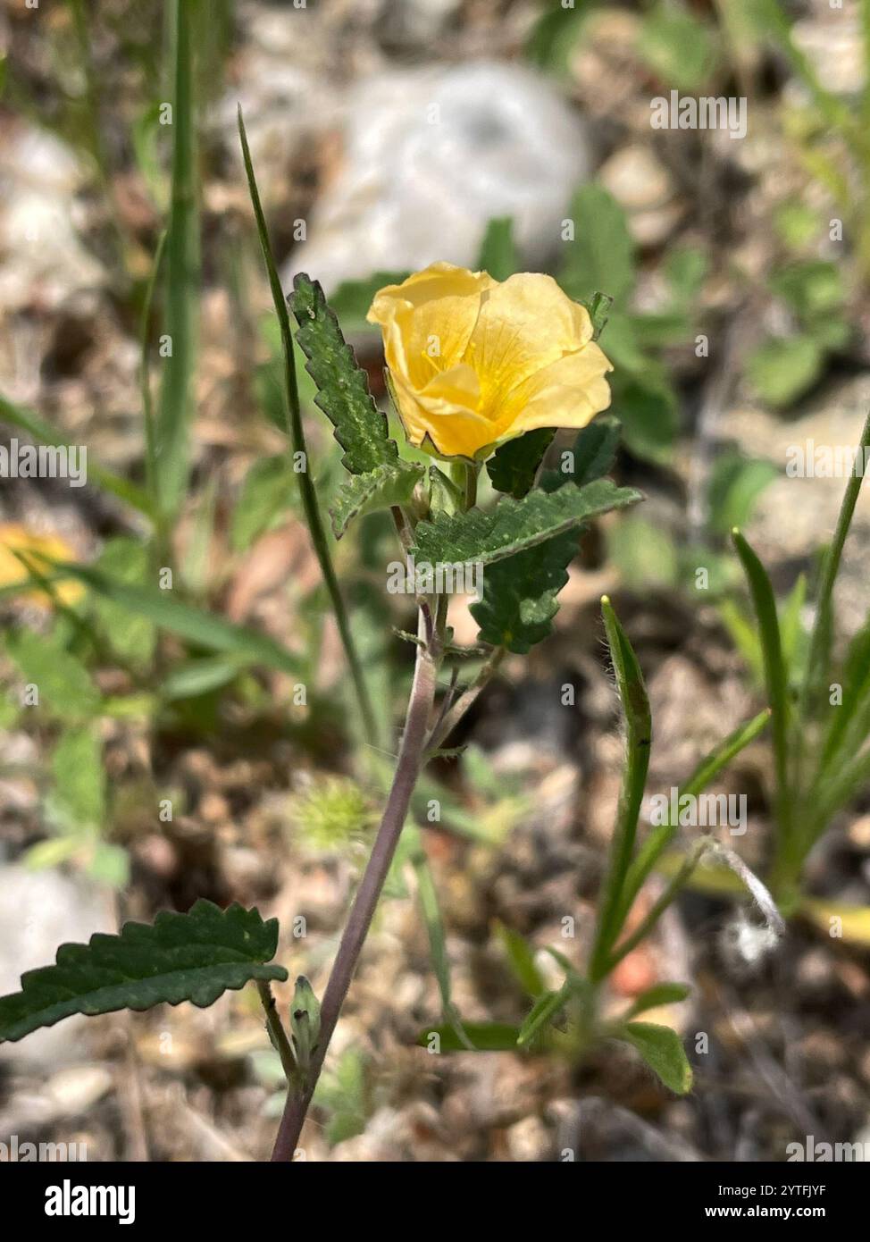 spreading sida (Sida abutilifolia Stock Photo - Alamy