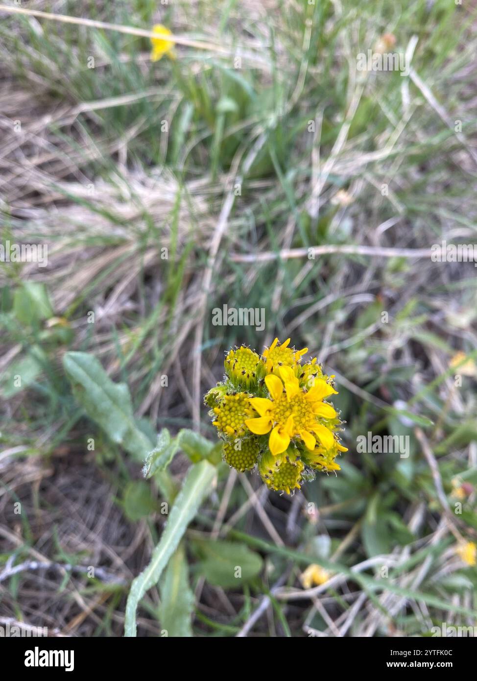 woolly groundsel (Packera cana Stock Photo - Alamy