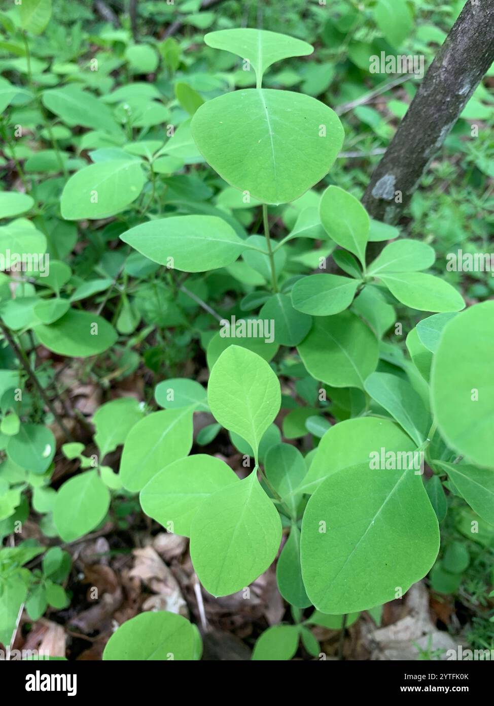 Grape Honeysuckle (Lonicera reticulata Stock Photo - Alamy