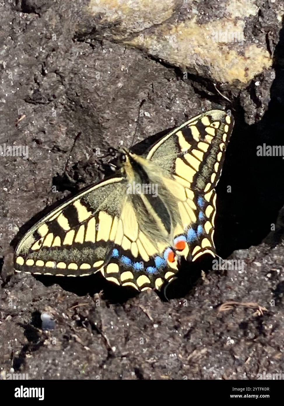 Old World Swallowtail (Papilio machaon Stock Photo - Alamy