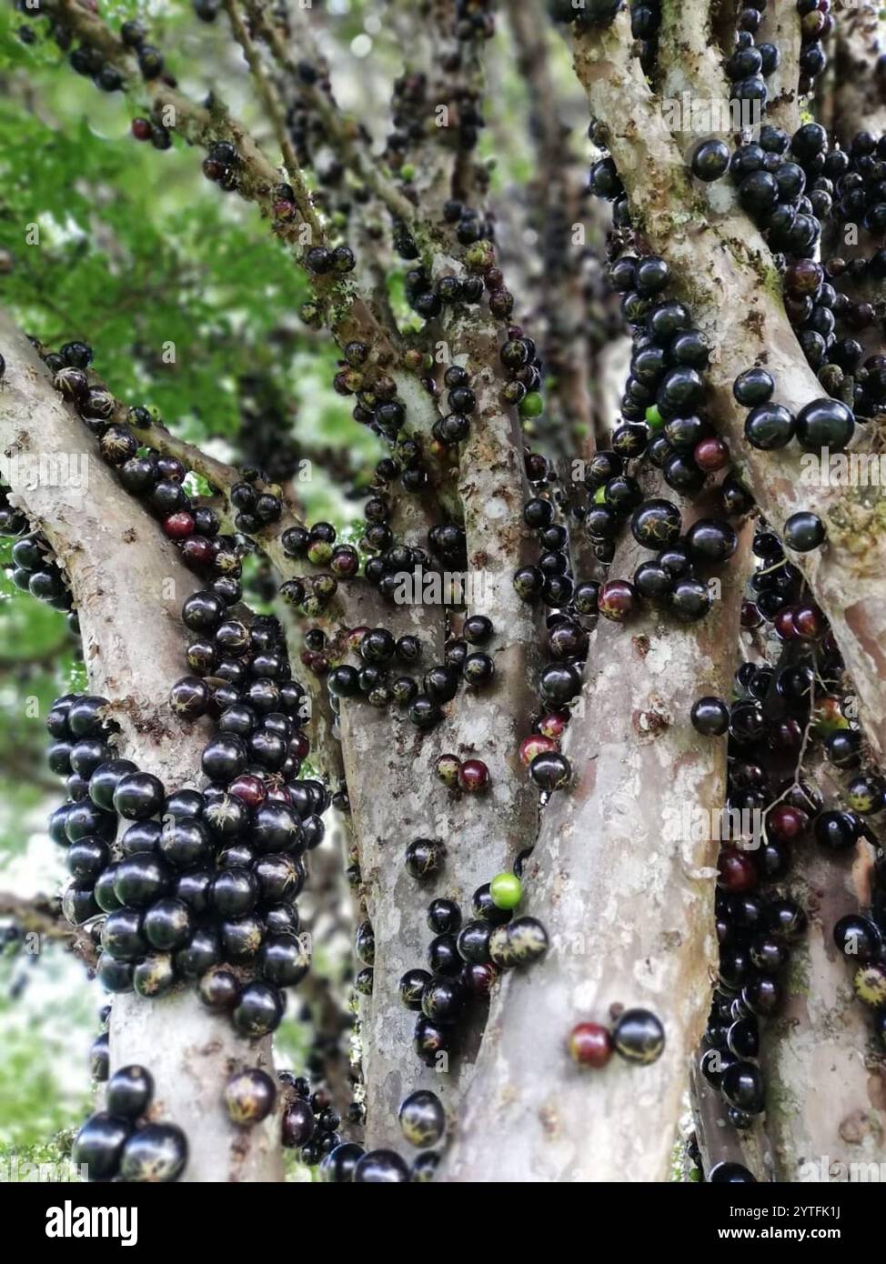 Jaboticaba (Plinia cauliflora Stock Photo - Alamy