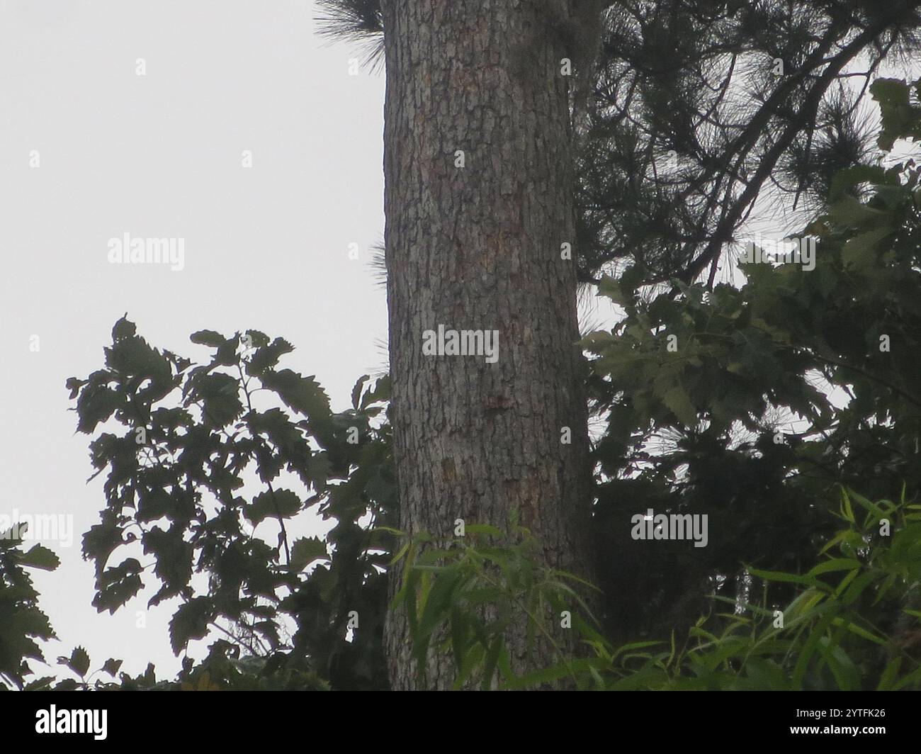 swamp chestnut oak (Quercus michauxii Stock Photo - Alamy