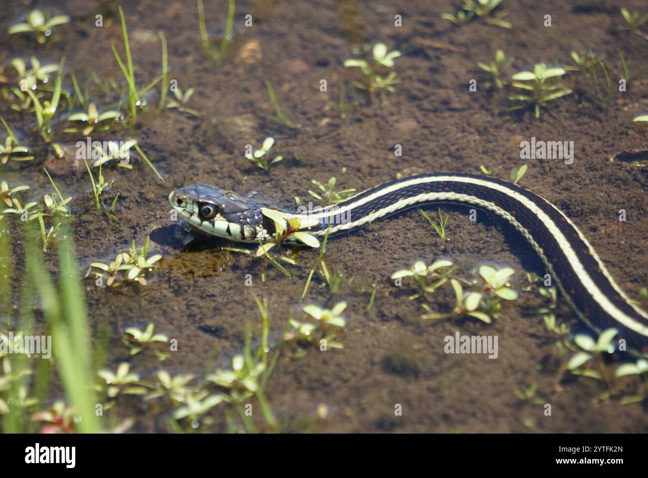 Common Garter Snake (Thamnophis sirtalis Stock Photo - Alamy
