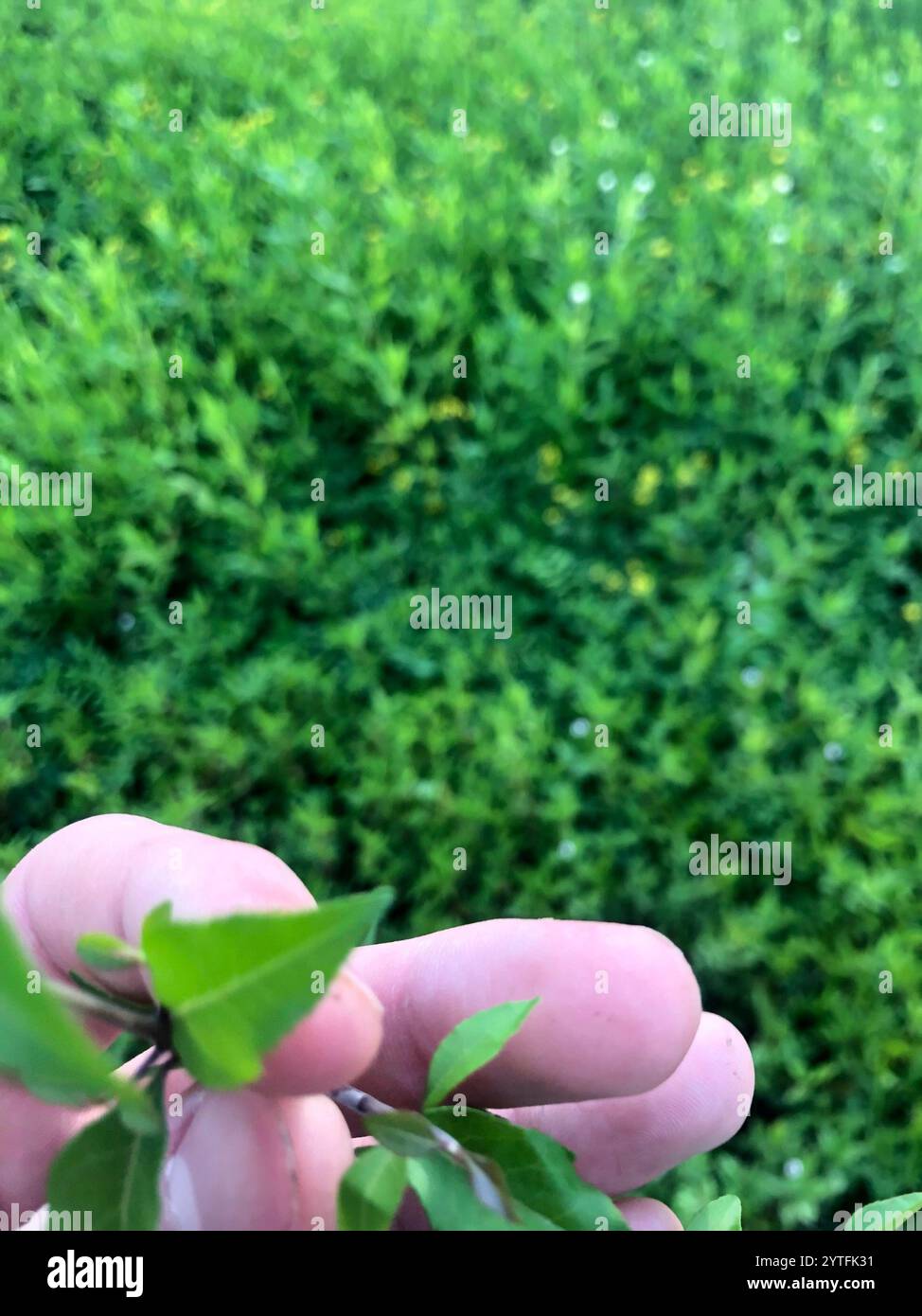 eastern swamp privet (Forestiera acuminata Stock Photo - Alamy