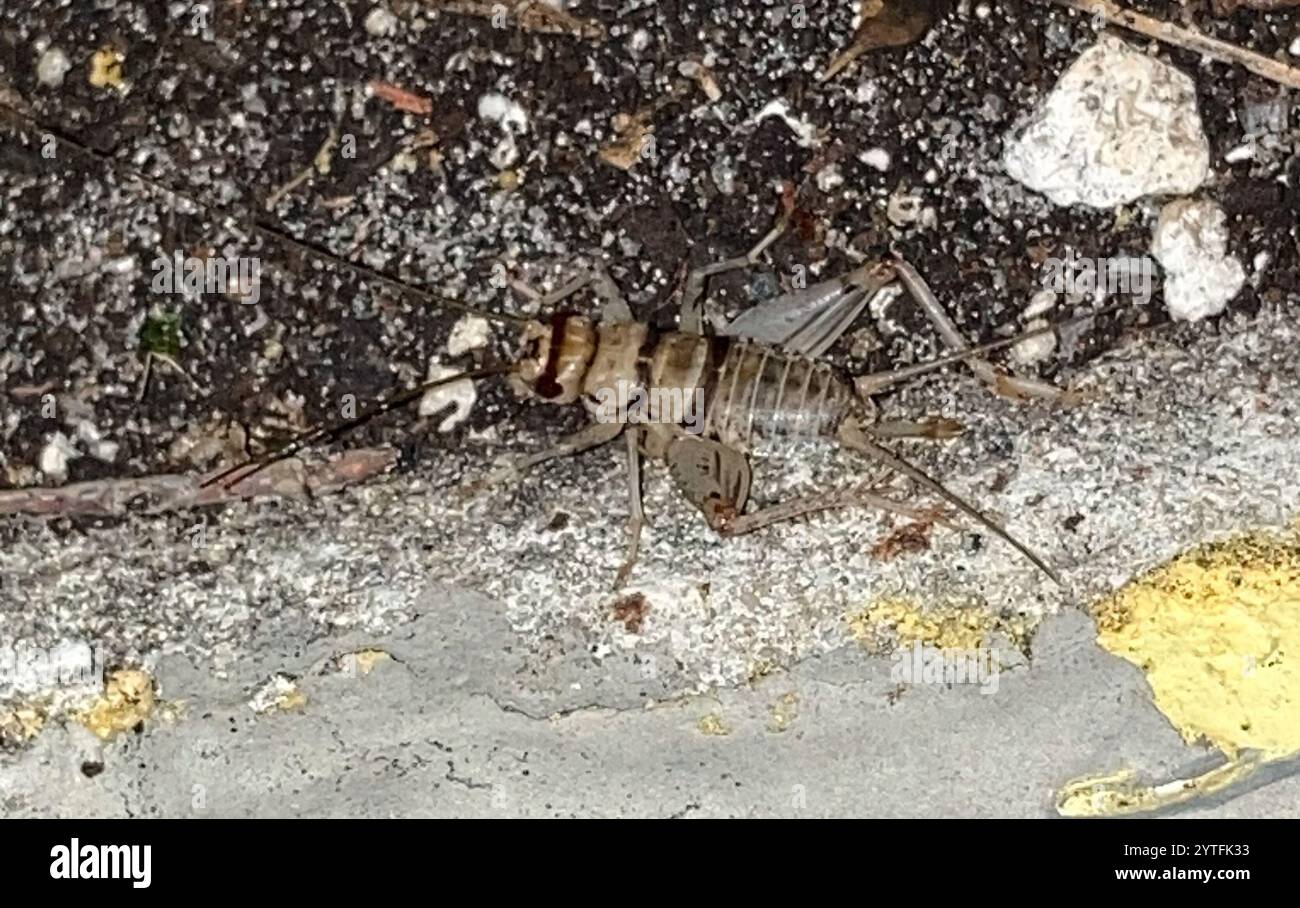 Tropical House Cricket (Gryllodes sigillatus Stock Photo - Alamy
