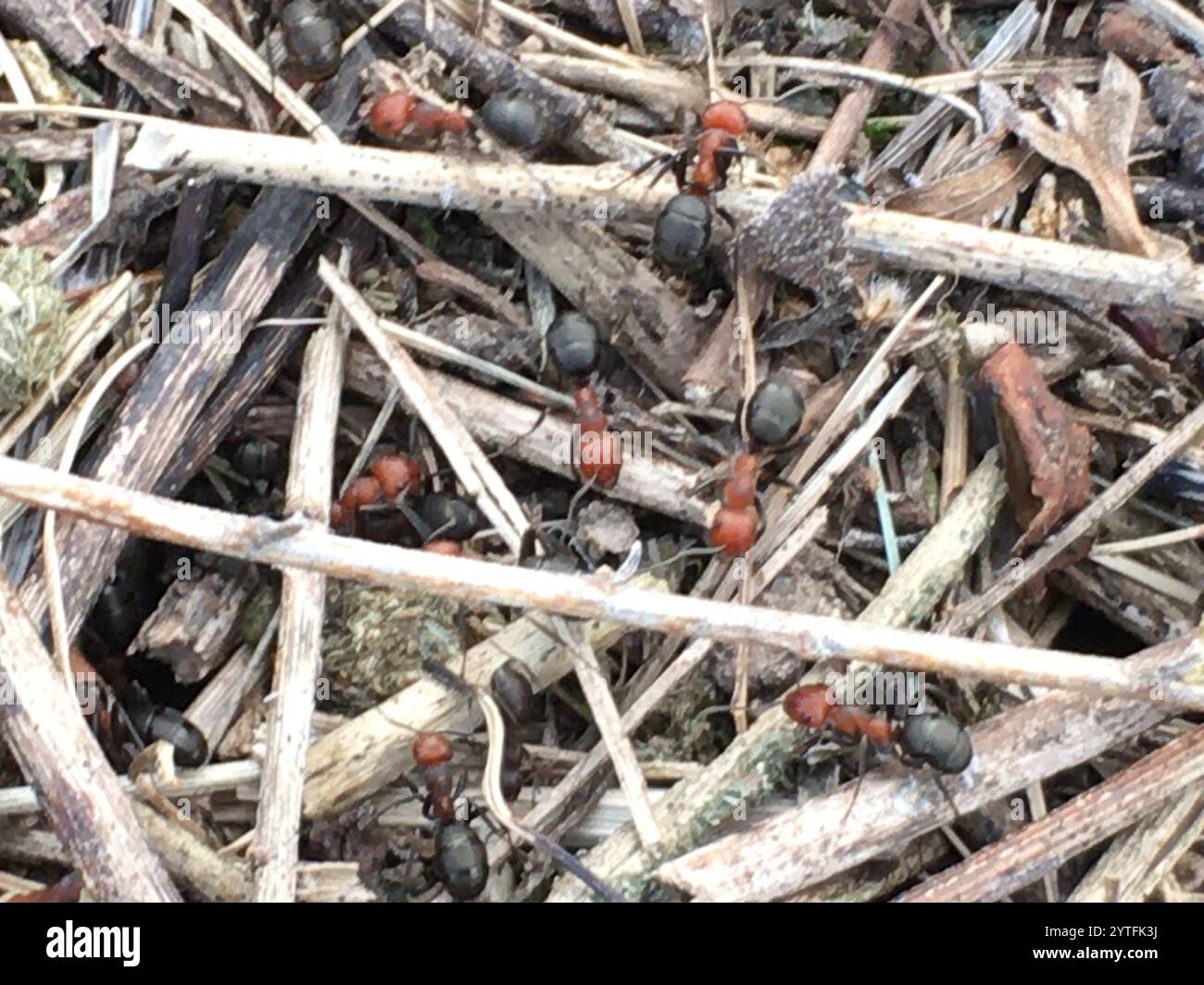 integra-group Field and Mound Ants (Formica integra Stock Photo - Alamy