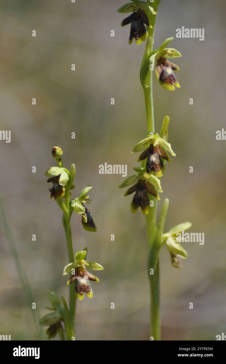 (Ophrys insectifera aymoninii Stock Photo - Alamy