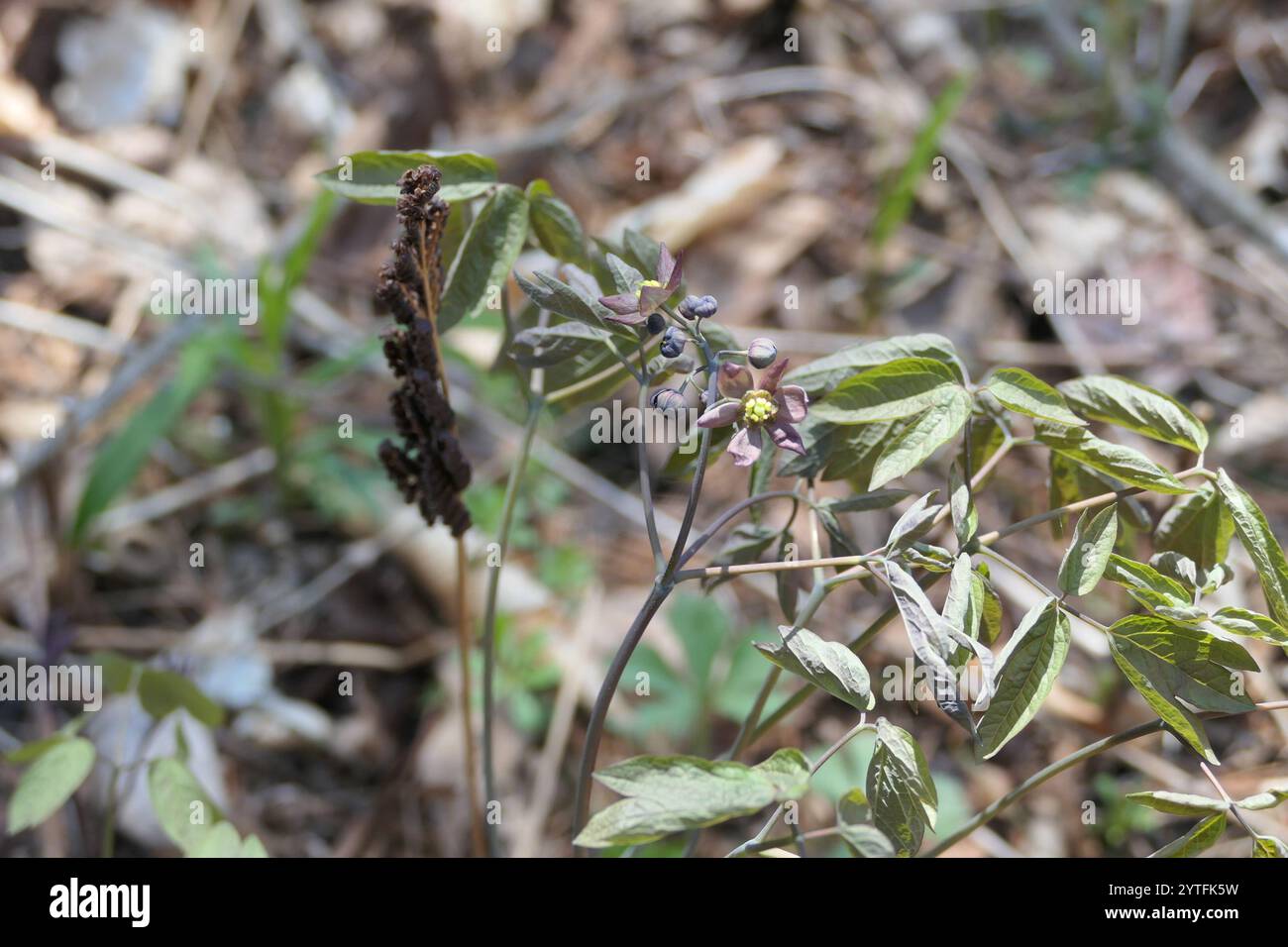 early blue cohosh (Caulophyllum giganteum Stock Photo - Alamy