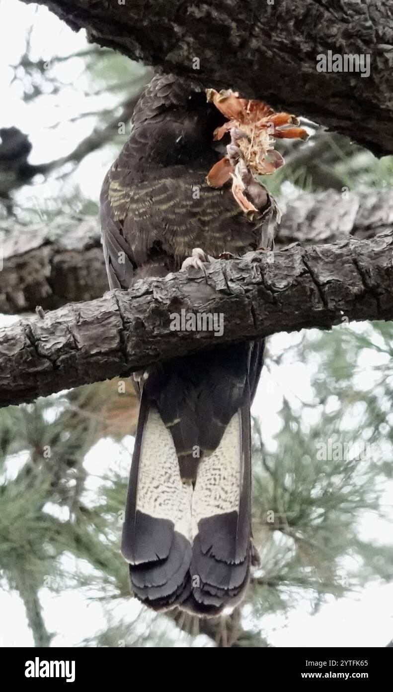 Yellow-tailed Black Cockatoo (Zanda funerea Stock Photo - Alamy