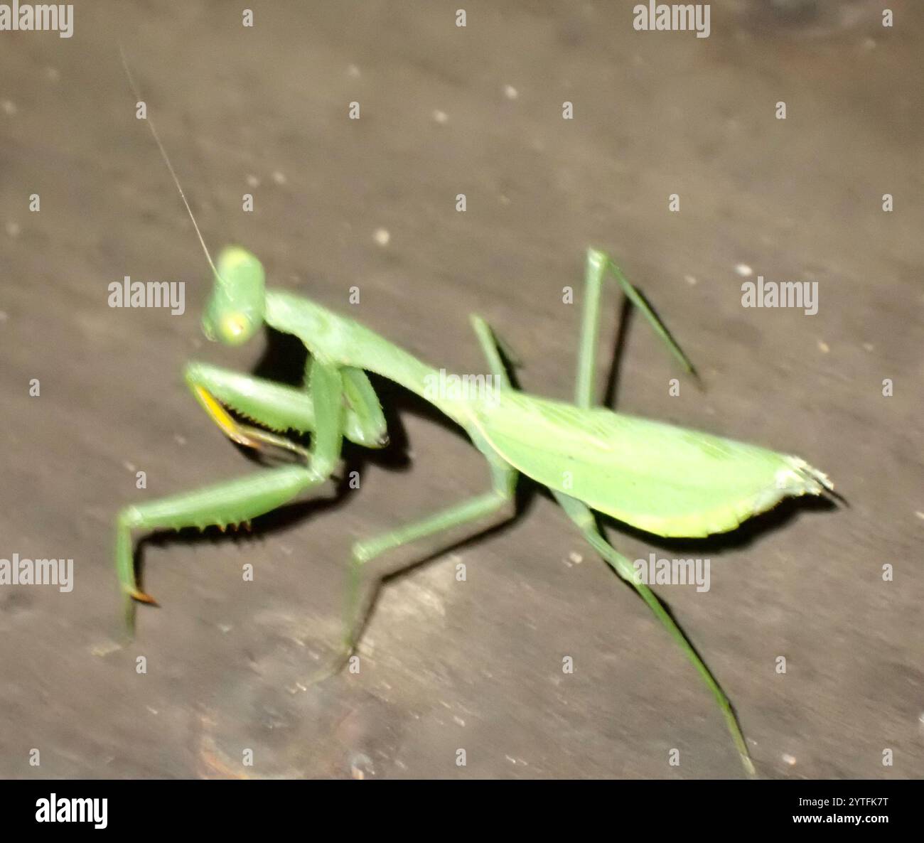 South African Mantis (Miomantis caffra Stock Photo - Alamy