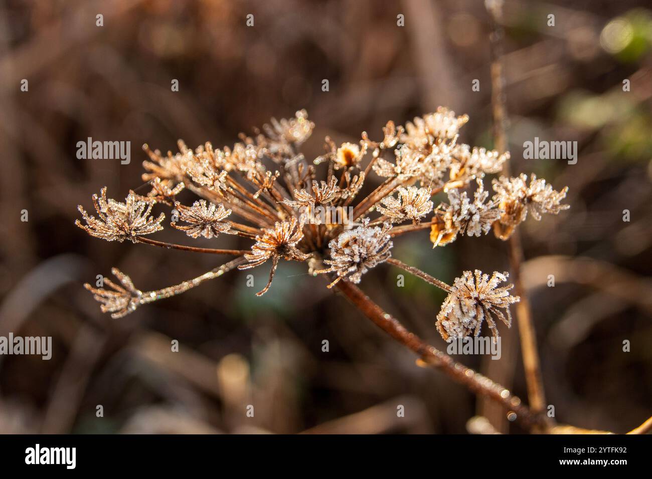 A close up view of a frozen dead flower Stock Photo - Alamy