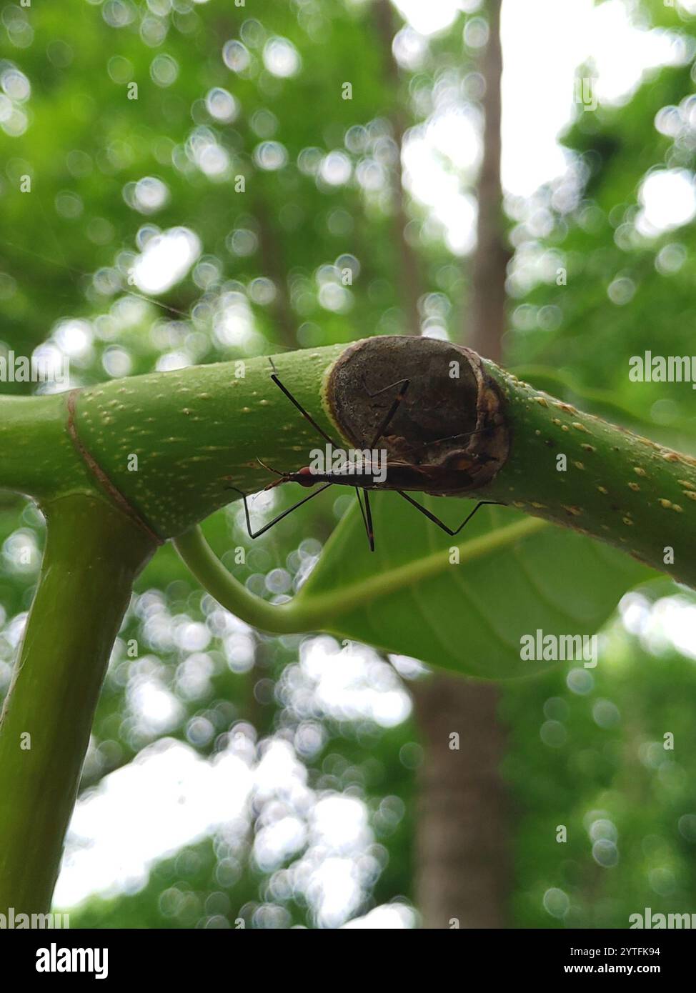 Banana Flies (Neriidae Stock Photo - Alamy