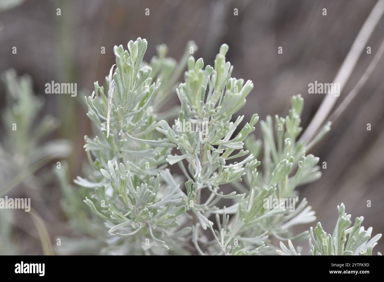 Big Sagebrush (Artemisia tridentata Stock Photo - Alamy