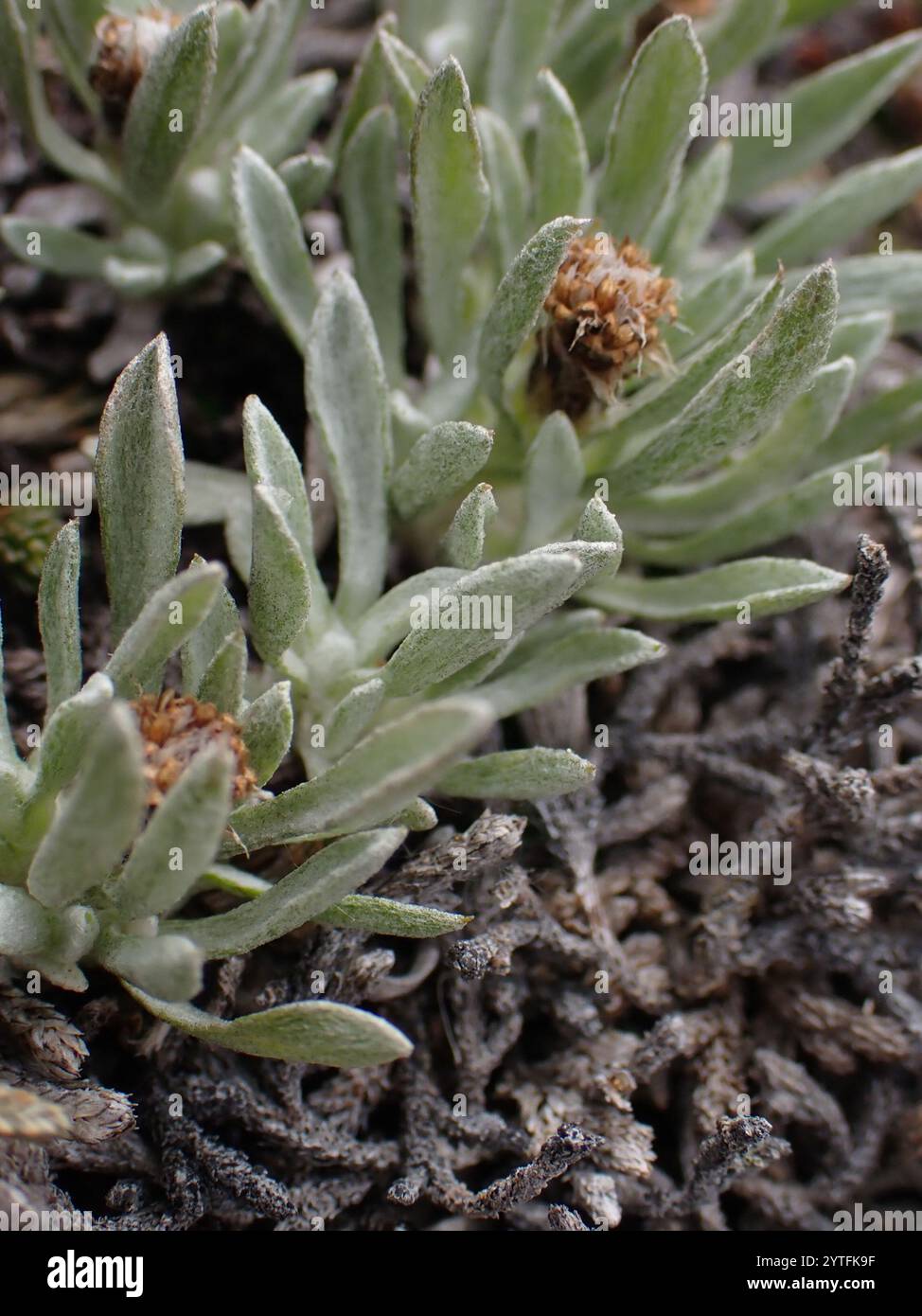 Low Pussytoes (Antennaria dimorpha Stock Photo - Alamy