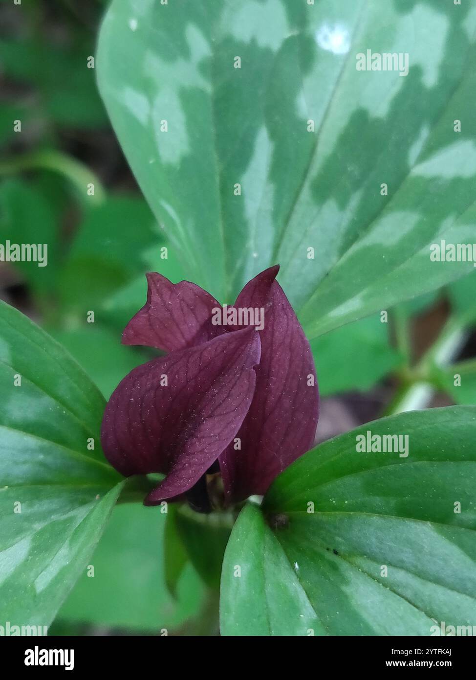 prairie trillium (Trillium recurvatum Stock Photo - Alamy