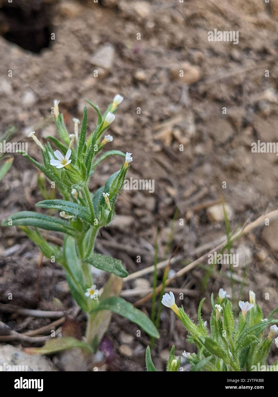 Microsteris gracilis hi-res stock photography and images - Alamy