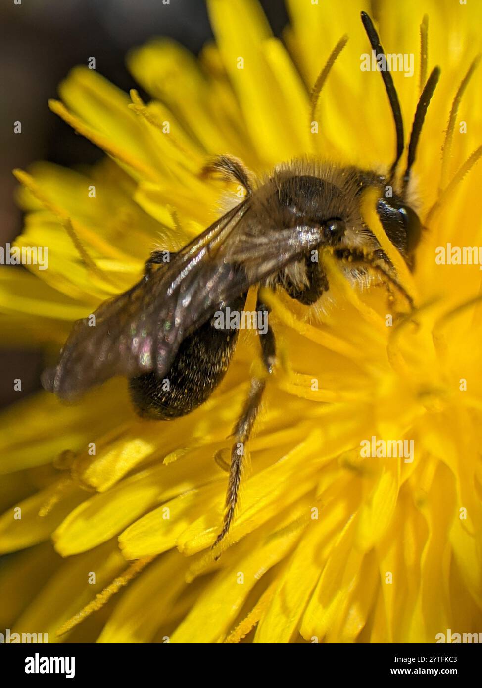Mining Bees (Andrena Stock Photo - Alamy