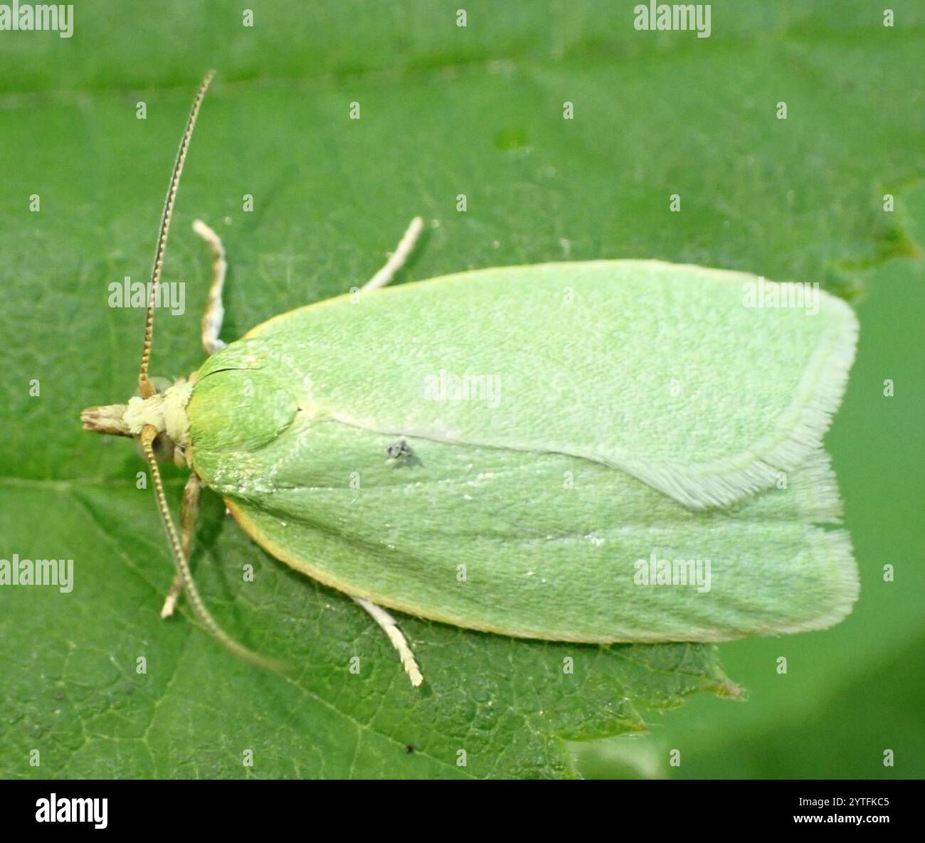 Green Oak Tortrix (Tortrix viridana Stock Photo - Alamy