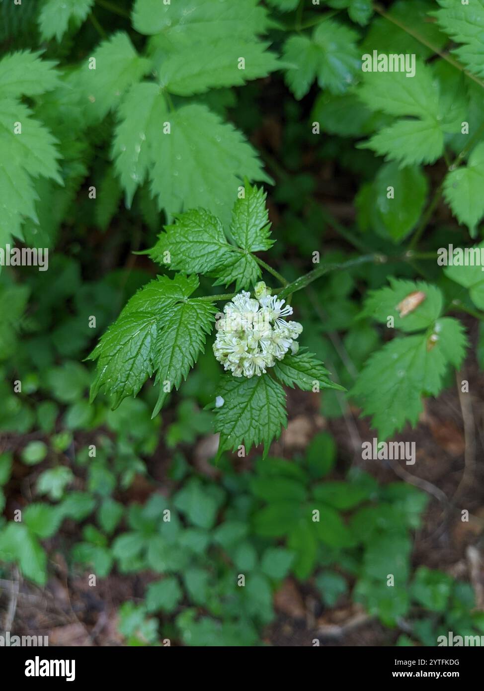 Eurasian baneberry (Actaea spicata Stock Photo - Alamy