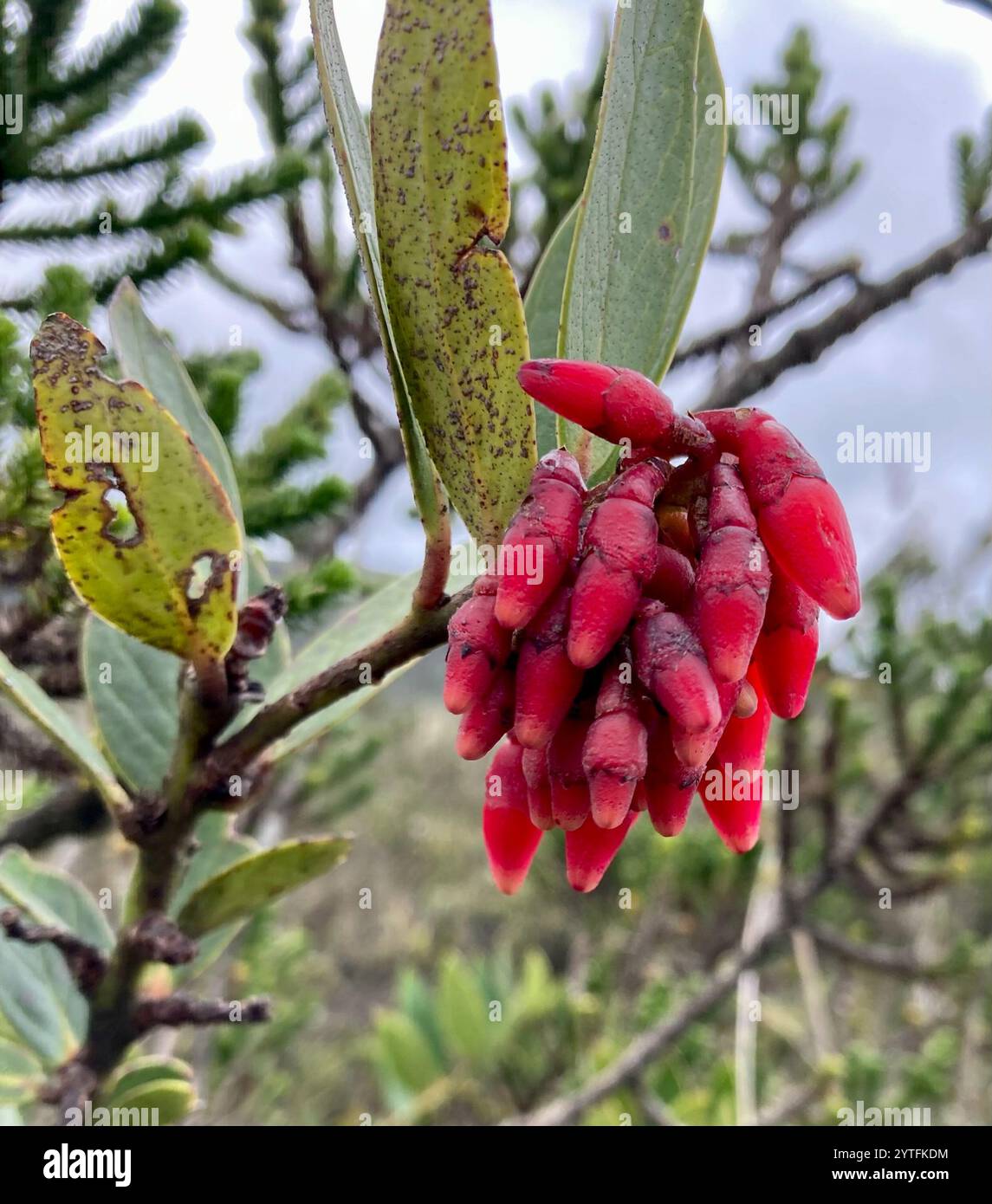 Neotropical Blueberry (Macleania Stock Photo - Alamy