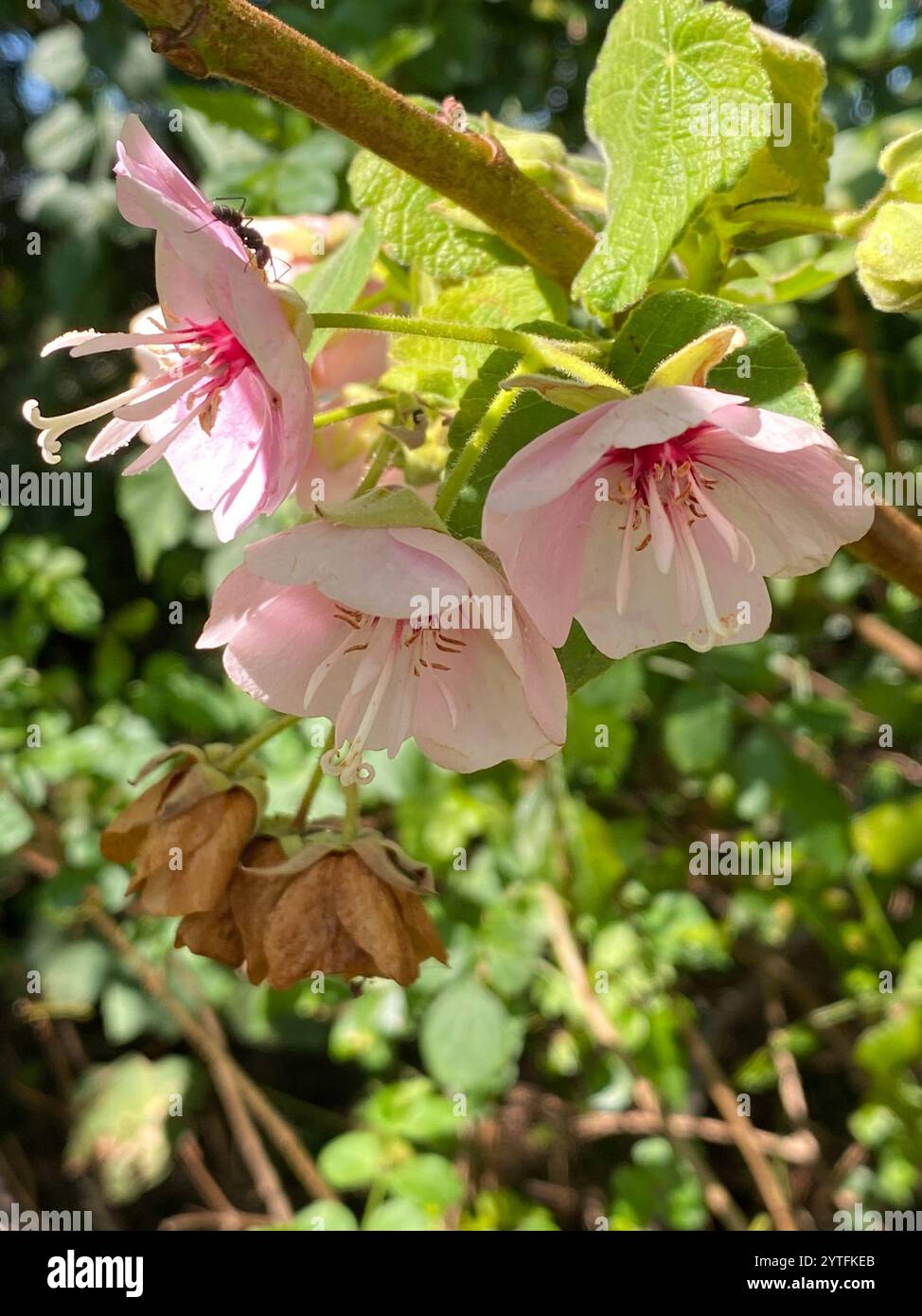 Pink Dombeya (Dombeya burgessiae Stock Photo - Alamy