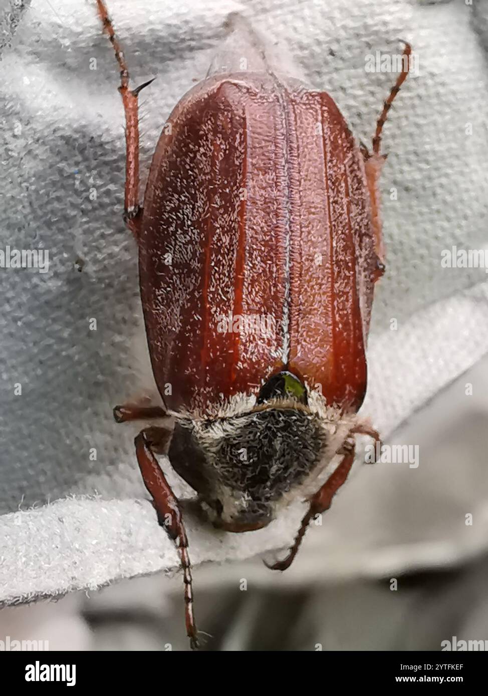 Common Cockchafer (Melolontha melolontha Stock Photo - Alamy