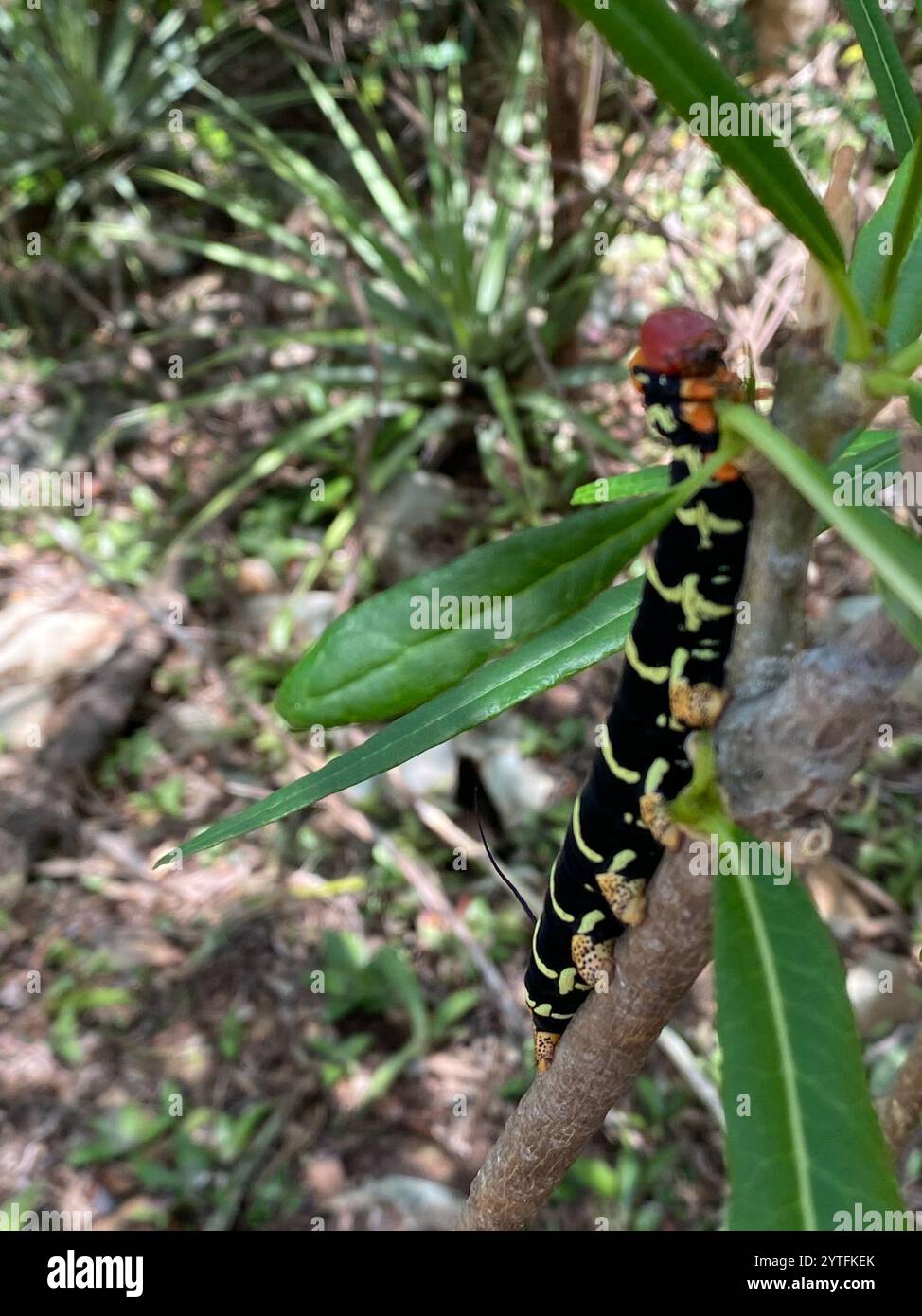 Tetrio Sphinx (Pseudosphinx tetrio Stock Photo - Alamy